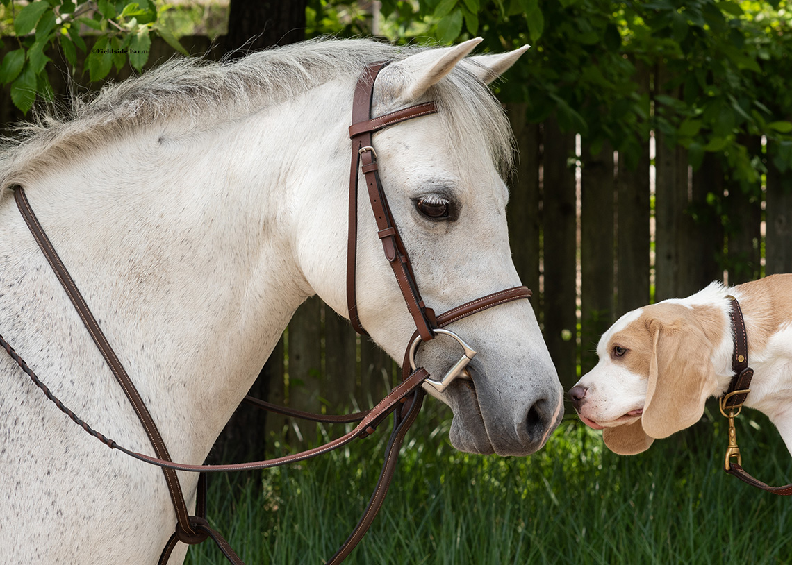 Fieldside Farm AKC Champion Beagles & Hunter Welsh Ponies